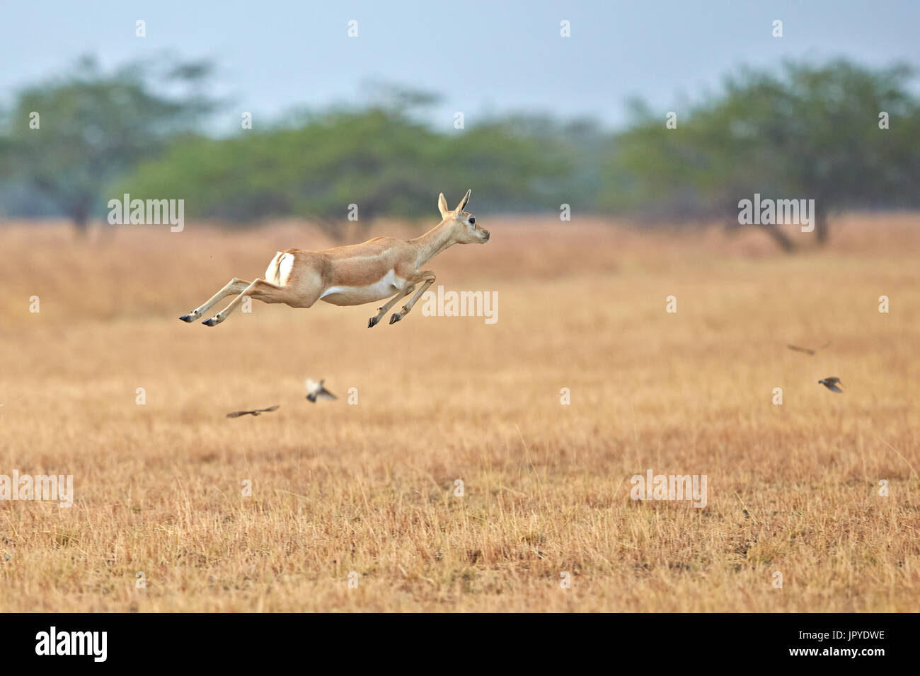 Blackbuck female jumping in savanna - Velavadar India Stock Photo - Alamy