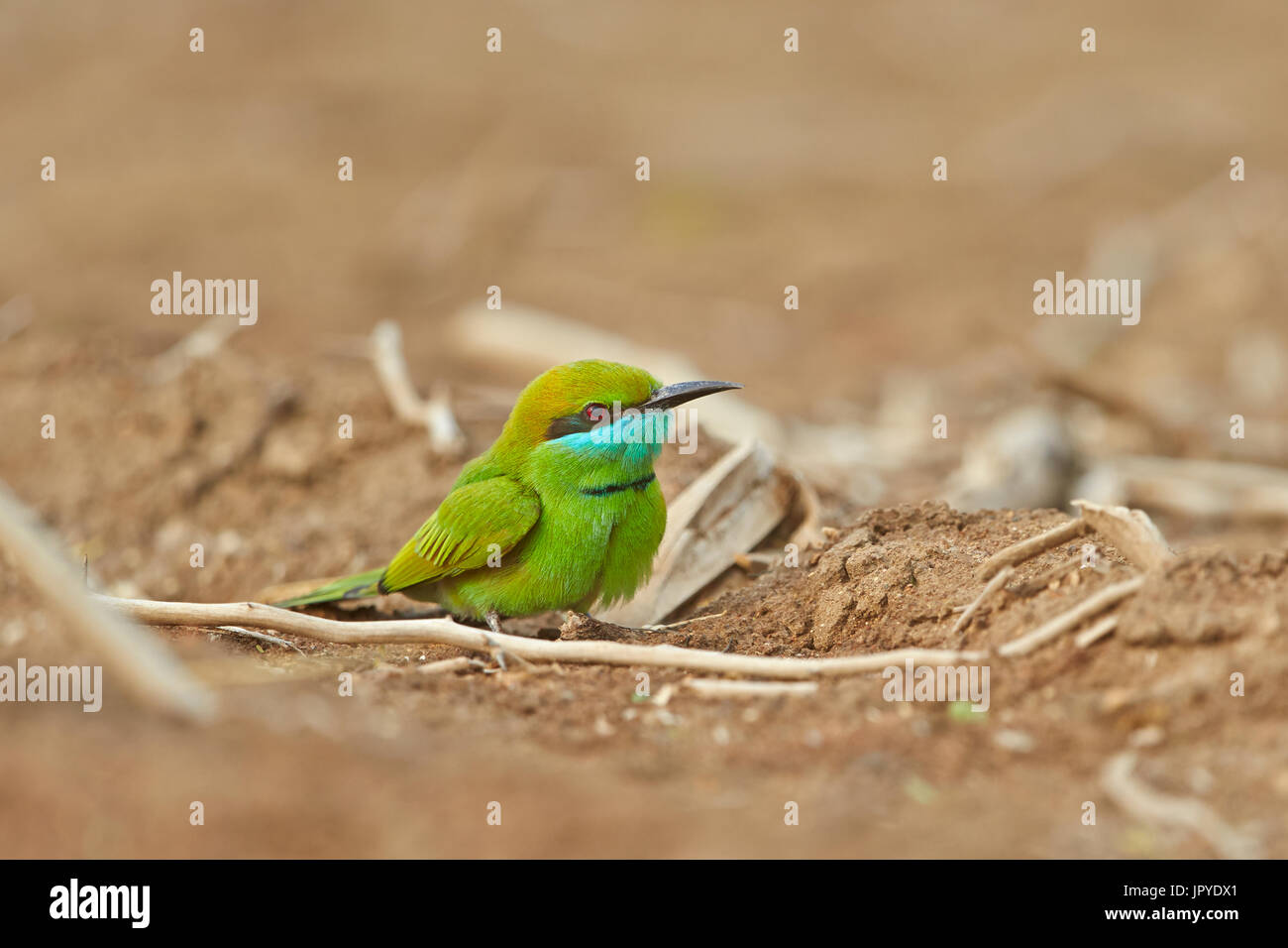Green Bee-eater on ground - Velavadar India Stock Photo - Alamy