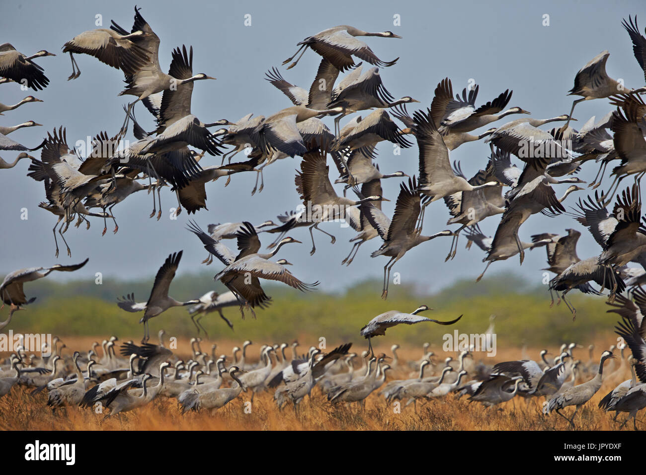 Common cranes landing - Velavadar India Stock Photo - Alamy