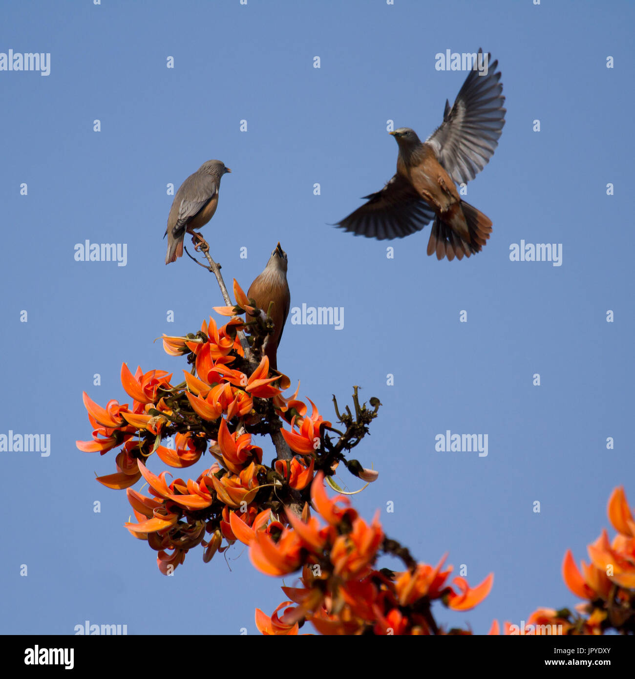 Chestnut-tailed starling in flight - Bardia Nepal Stock Photo - Alamy