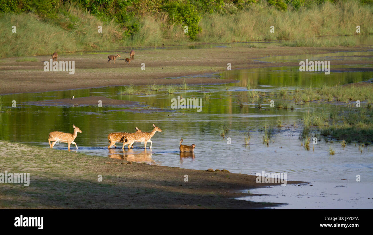 Axis and Macaque Rhesus crossing the river - Bardia Nepal Stock Photo ...