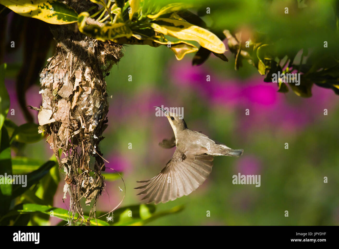 Sunbird flight hi-res stock photography and images - Alamy