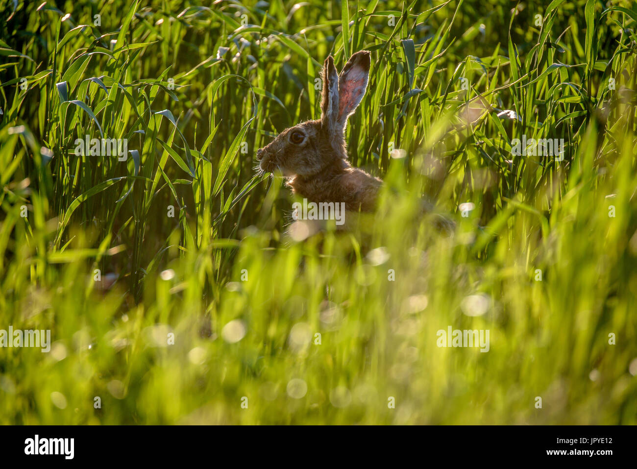 Brown Hare in a field in spring - France Stock Photo - Alamy