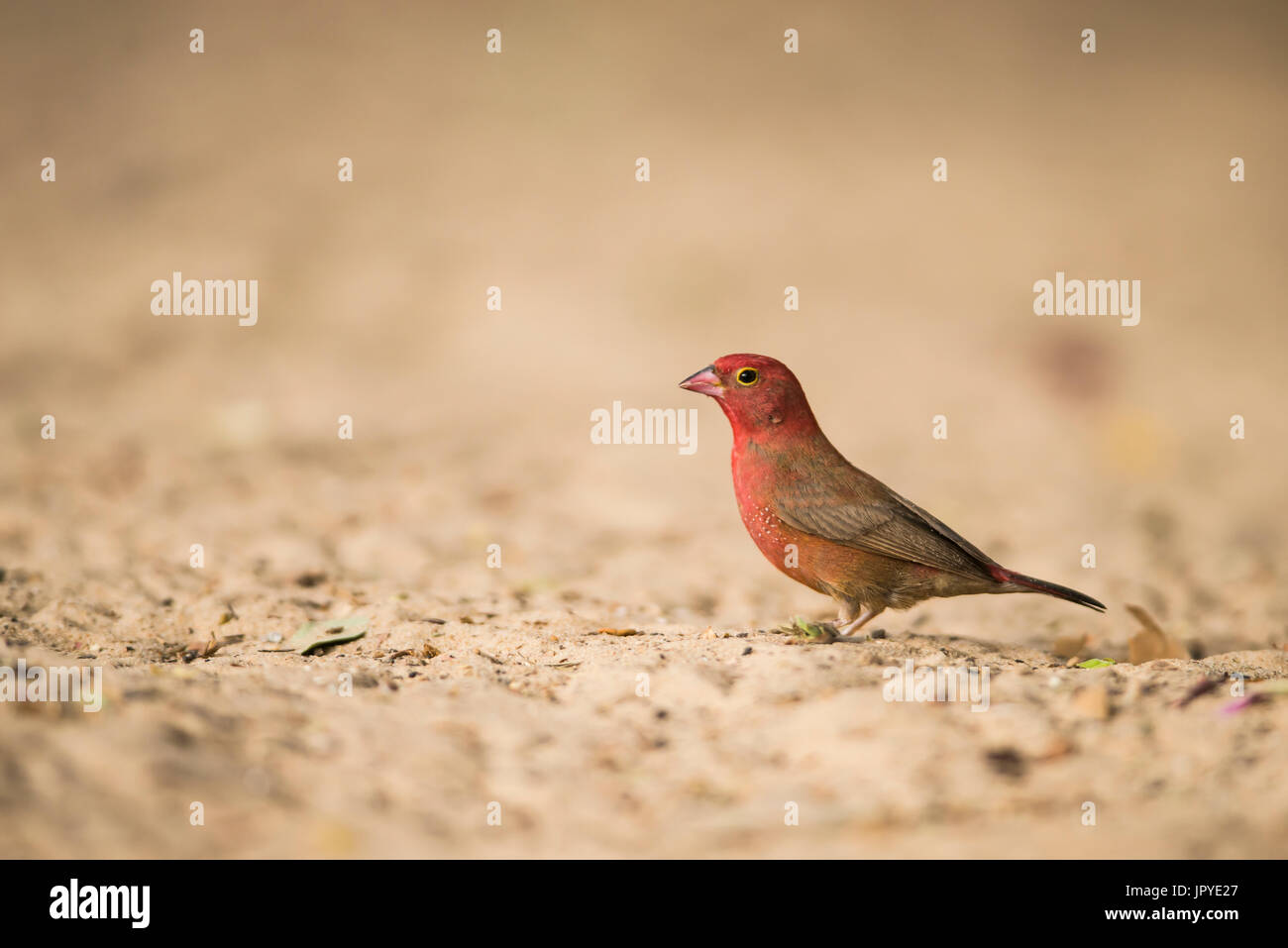 Red-billed Firefinch male - Mar Lodj Island Senegal Stock Photo - Alamy