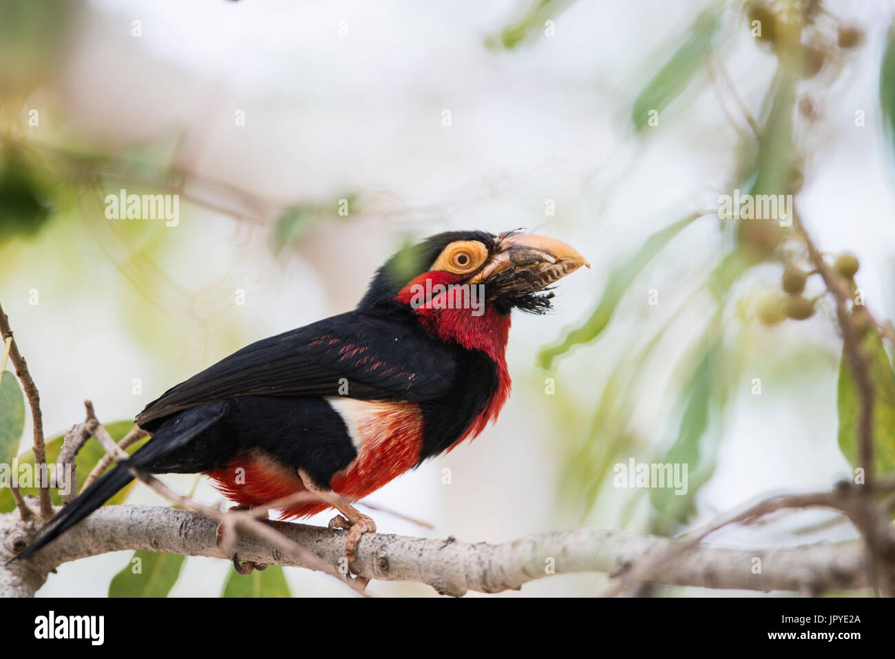 Bearded Barbet on a branch - Mar Lodj Island Senegal Stock Photo - Alamy