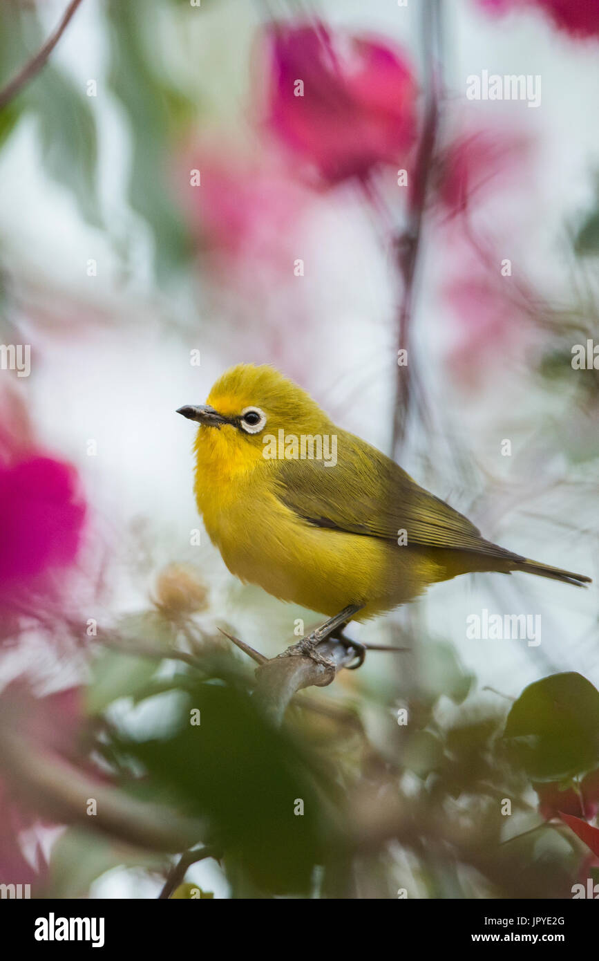 African yellow white eyes zosterops senegalensis hi-res stock ...