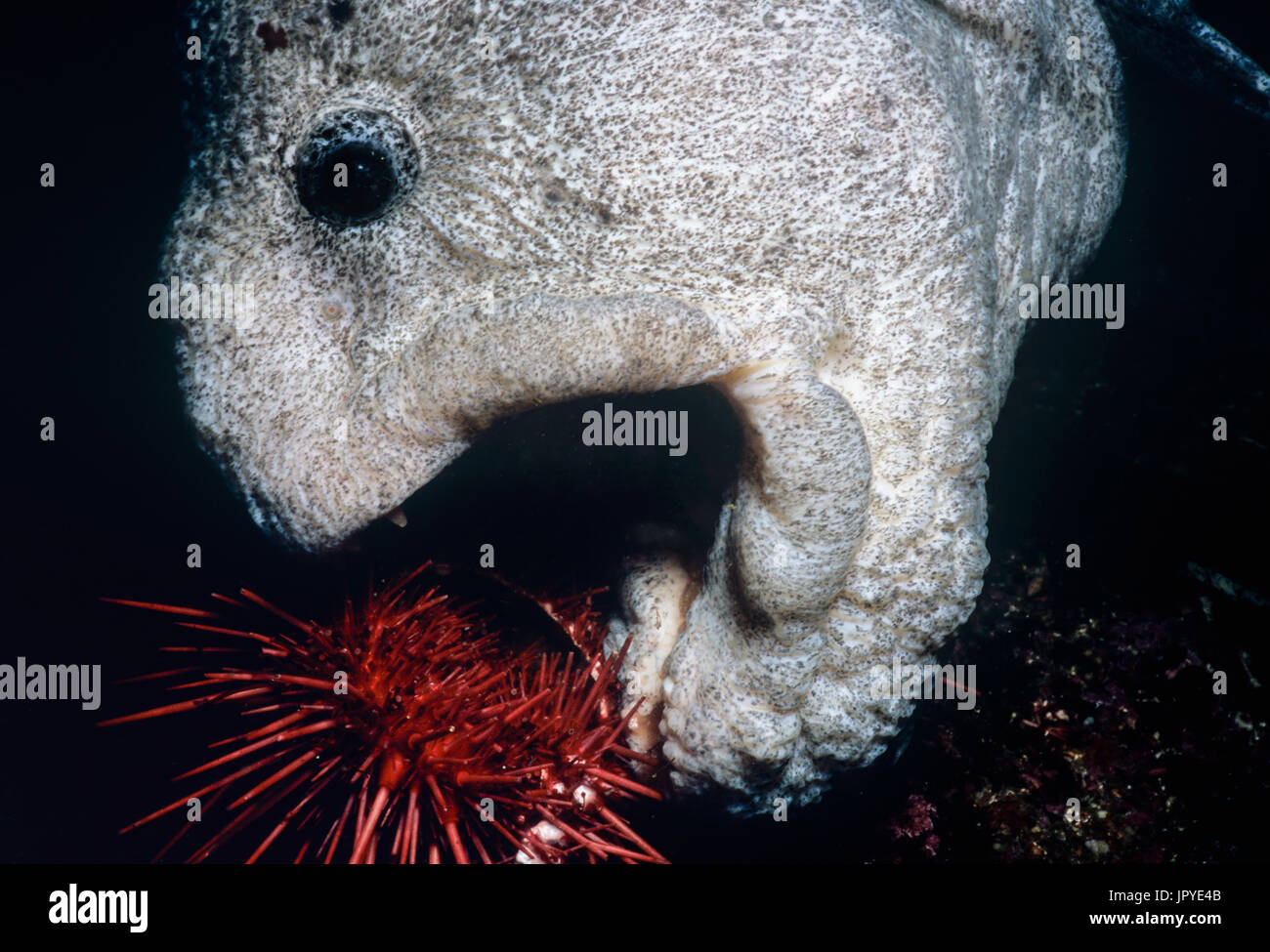 Wolf-Eel eating Red Sea Urchin - British Columbia Canada Stock Photo ...