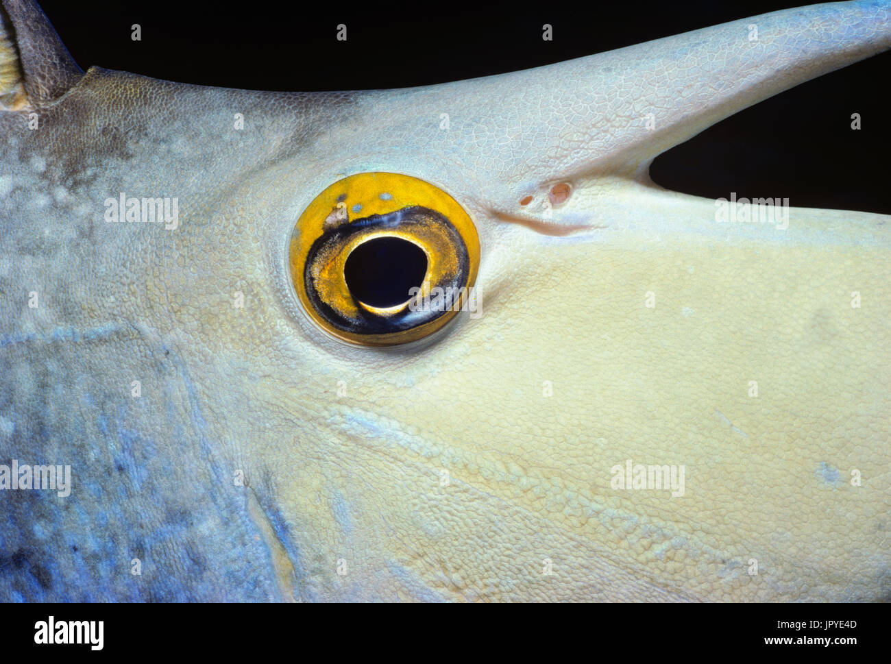 Eye and spike of Bluespine Unicornfish - Great Barrier Reef Stock Photo ...