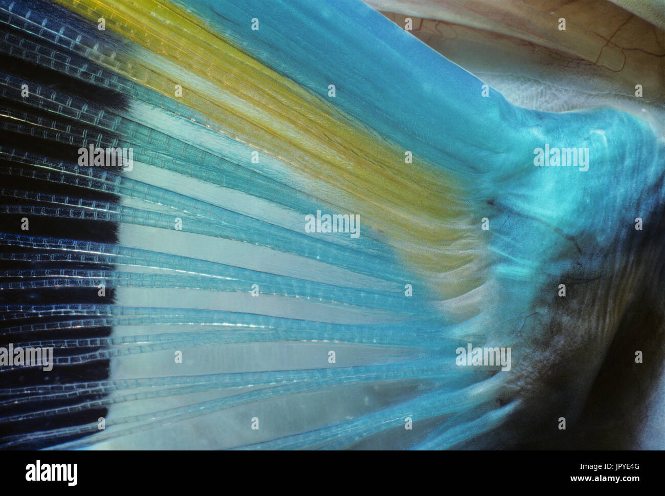 Pectoral hi-res stock photography and images - Alamy