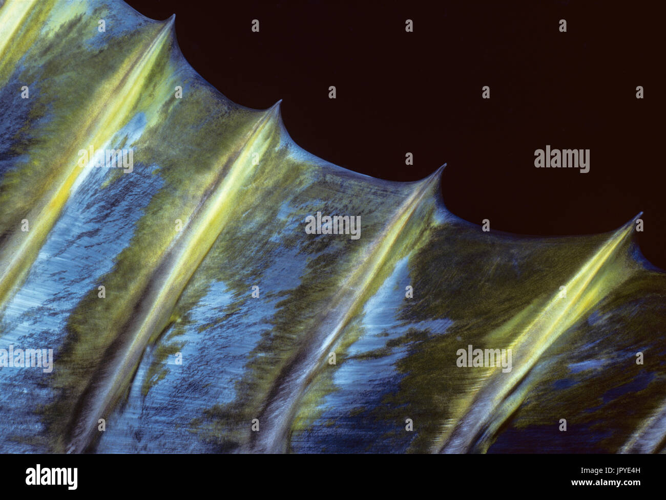 Dorsal fin and spines of Yellowfin Tuna - Mexico Stock Photo - Alamy