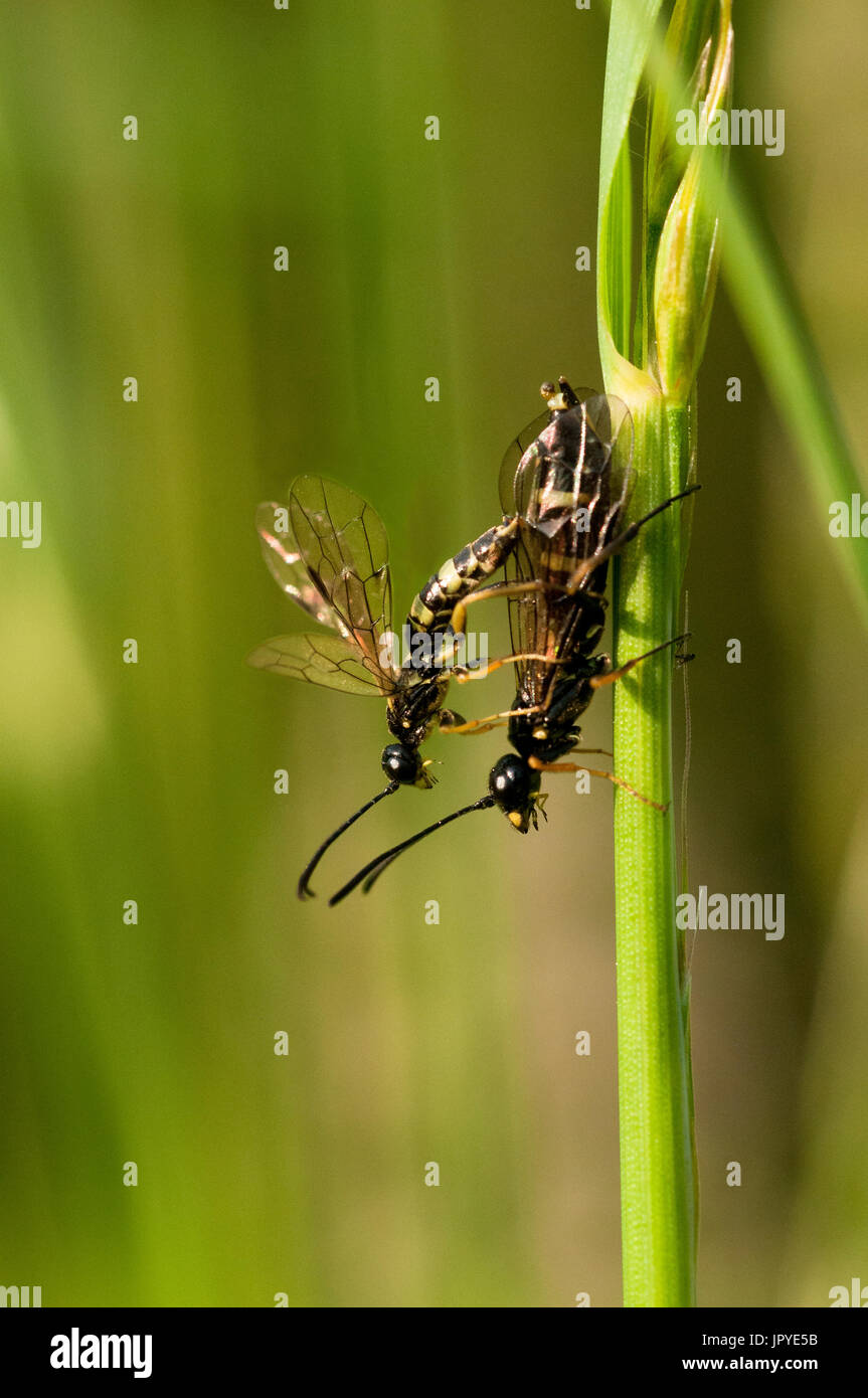 European Wheat Stem Sawfly mating - France Stock Photo - Alamy