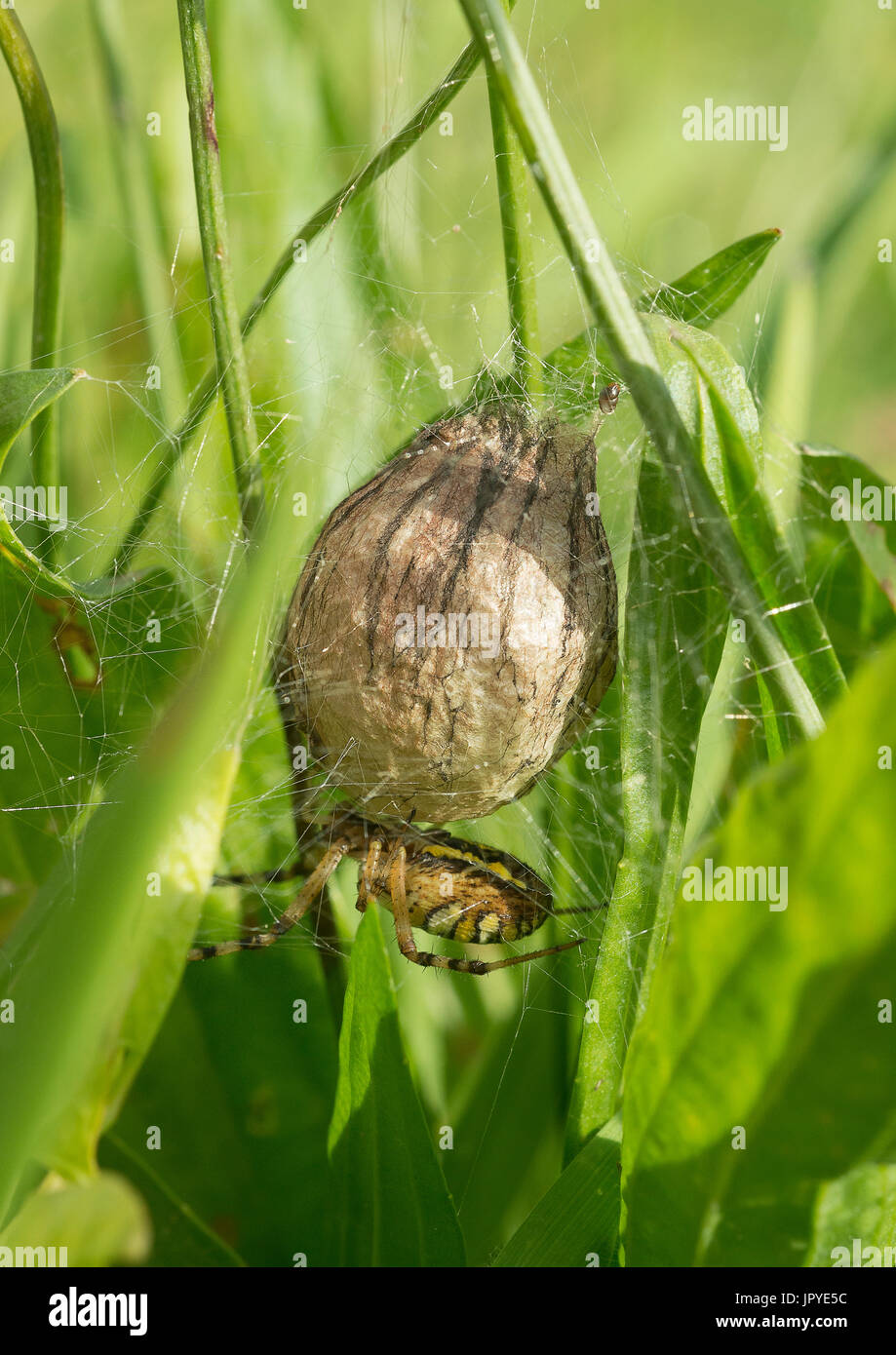 Wasp Spider on its cocoon - France Stock Photo - Alamy