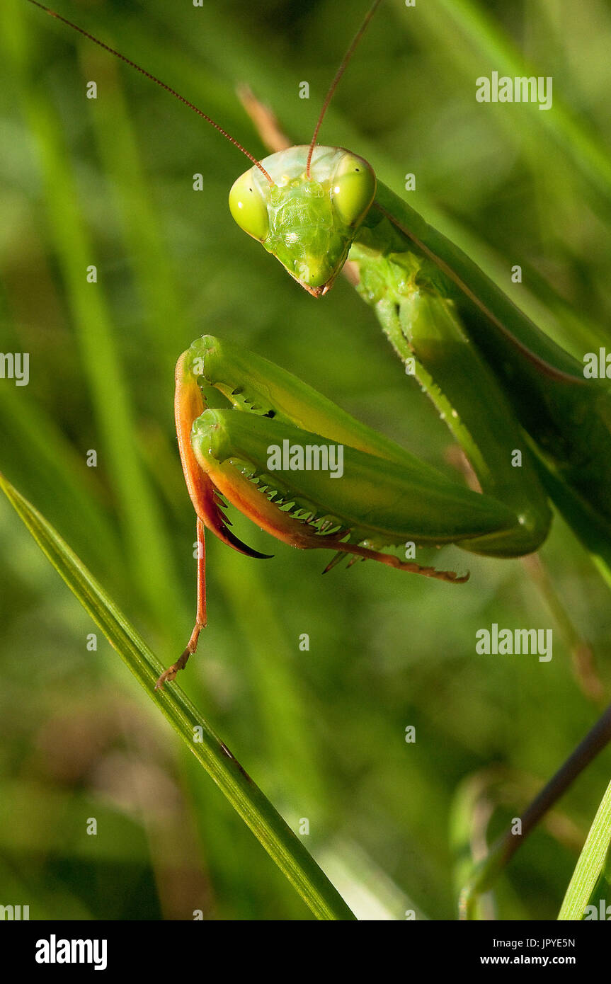 Portrait of Praying Mantis in the grass - France Stock Photo - Alamy