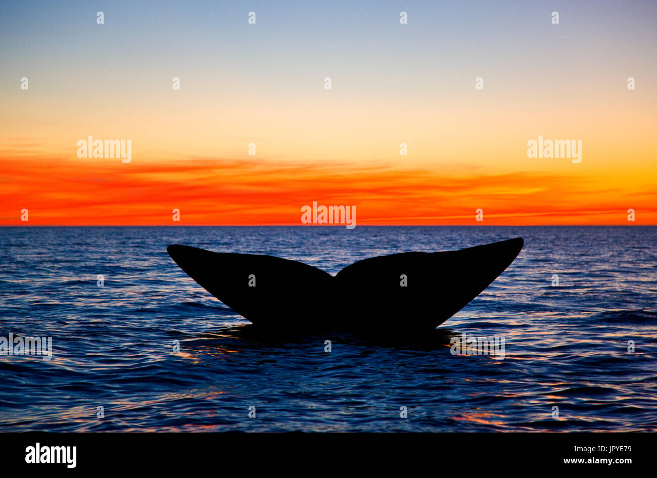 Whale tail sunset hi-res stock photography and images - Alamy