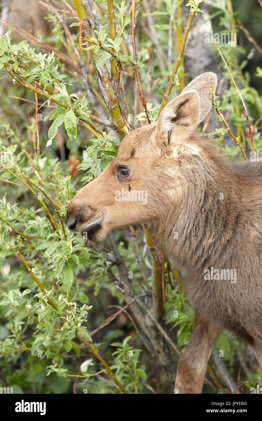 Young Alaskan Moose eating foliage - Denali Alaska Stock Photo - Alamy