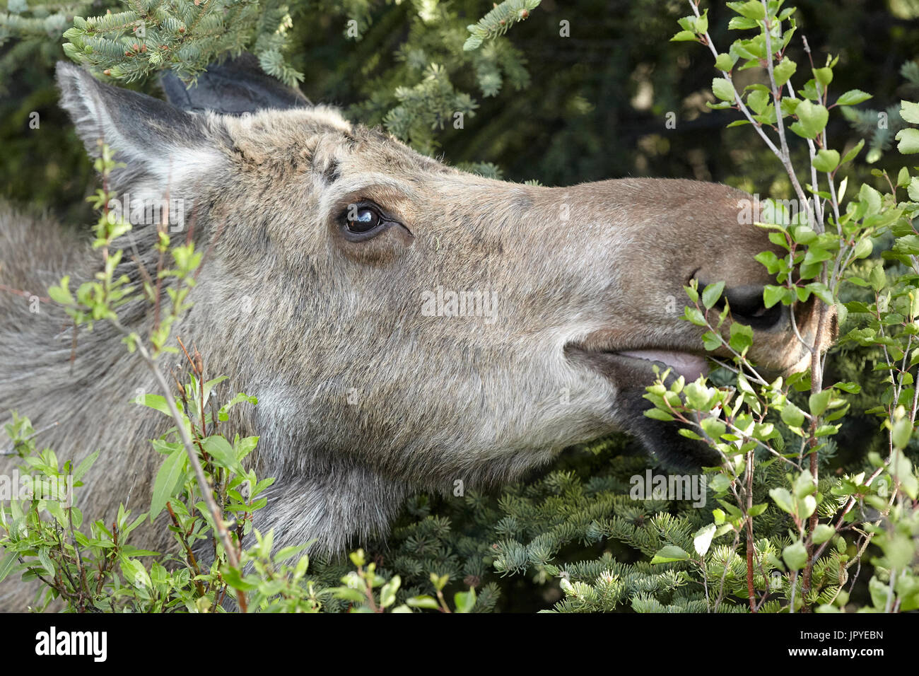 Portrait of Alaskan Moose eating foliage - Denali Alaska Stock Photo ...