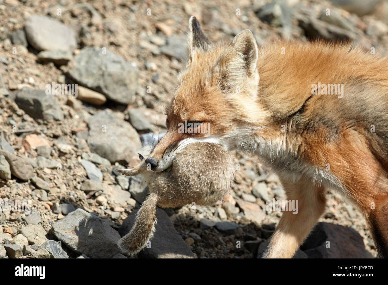 Red fox bringing its prey to burrow - Denali Alaska Stock Photo - Alamy