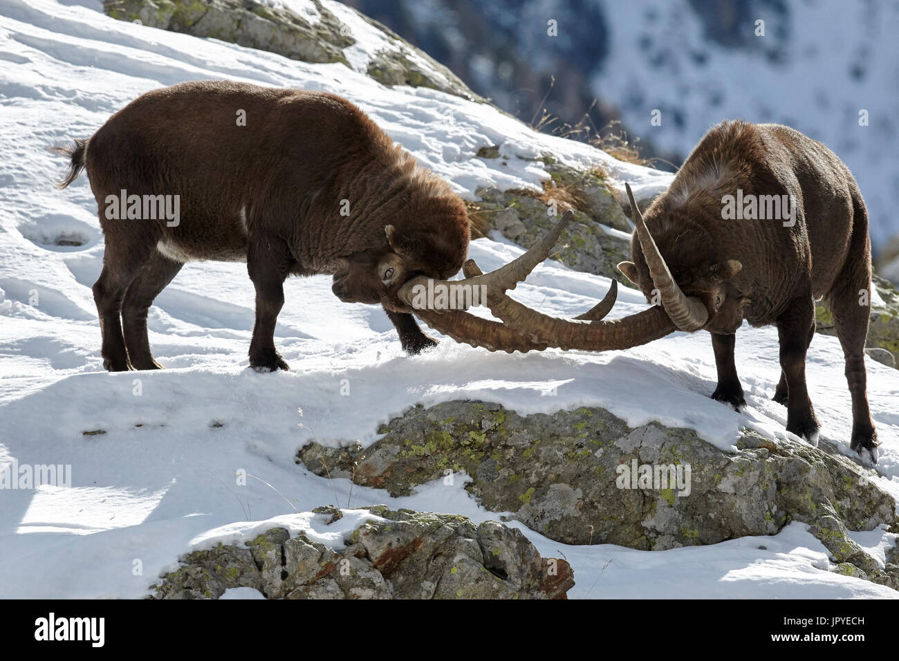 Alpine Ibex fighting - Mercantour Alpes France Stock Photo - Alamy