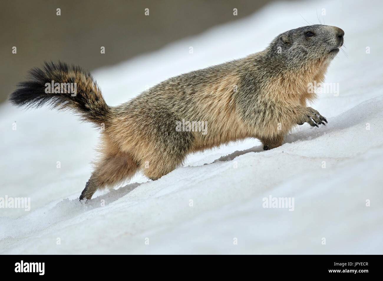 Alpine Marmot walking in the snow - Mercantour Alps France Stock Photo ...