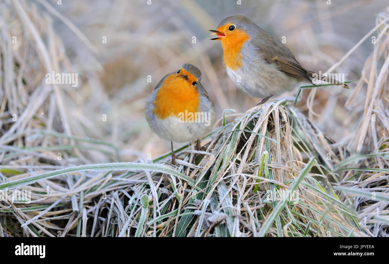 European Robin singing - Northern Vosges France Stock Photo - Alamy