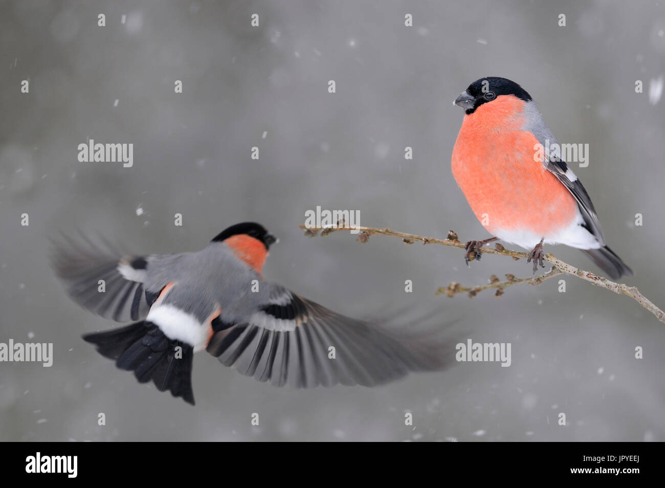 Bullfinch in flight - Northern Vosges France Stock Photo - Alamy