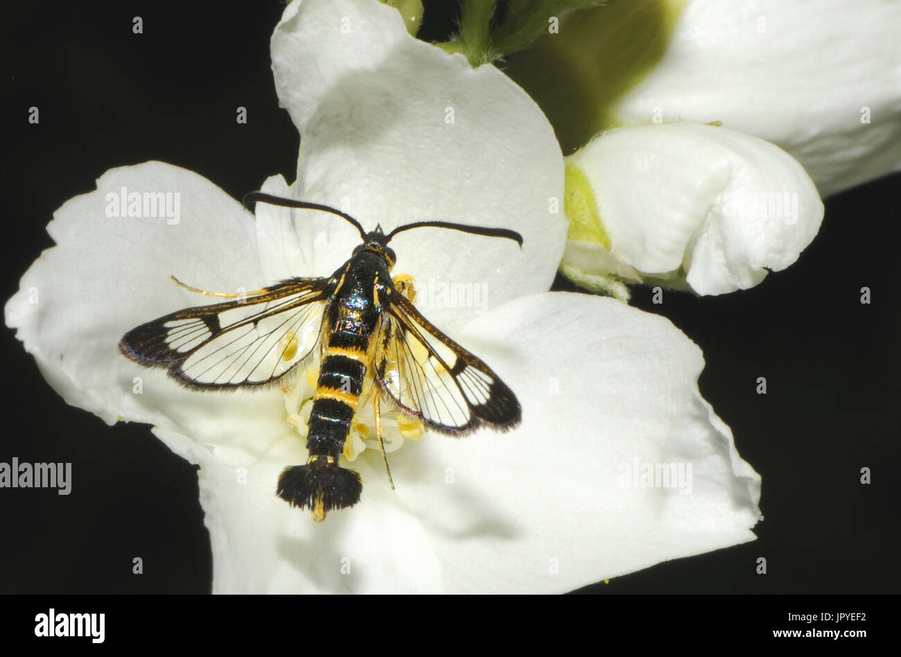 Clearwing on a flower- Northern Vosges France Stock Photo - Alamy