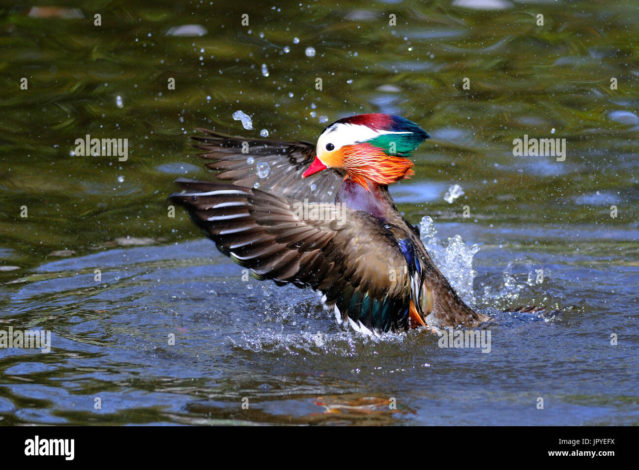 Male mandarin duck snorting in water - France Stock Photo - Alamy