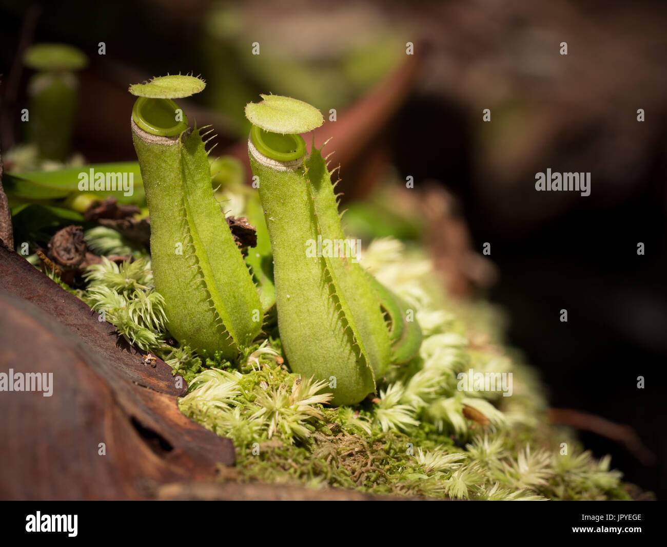 Pitcher plants in forest - Bako Borneo Malaysia Stock Photo - Alamy
