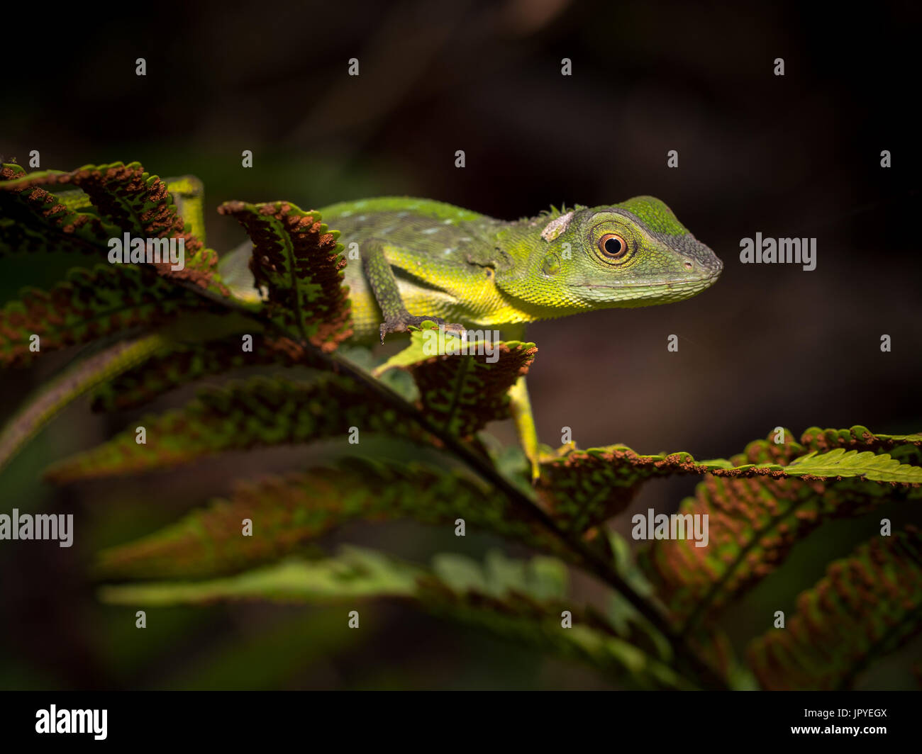 Green Crested Lizard - Gunung Mulu Borneo Malaysia Stock Photo - Alamy