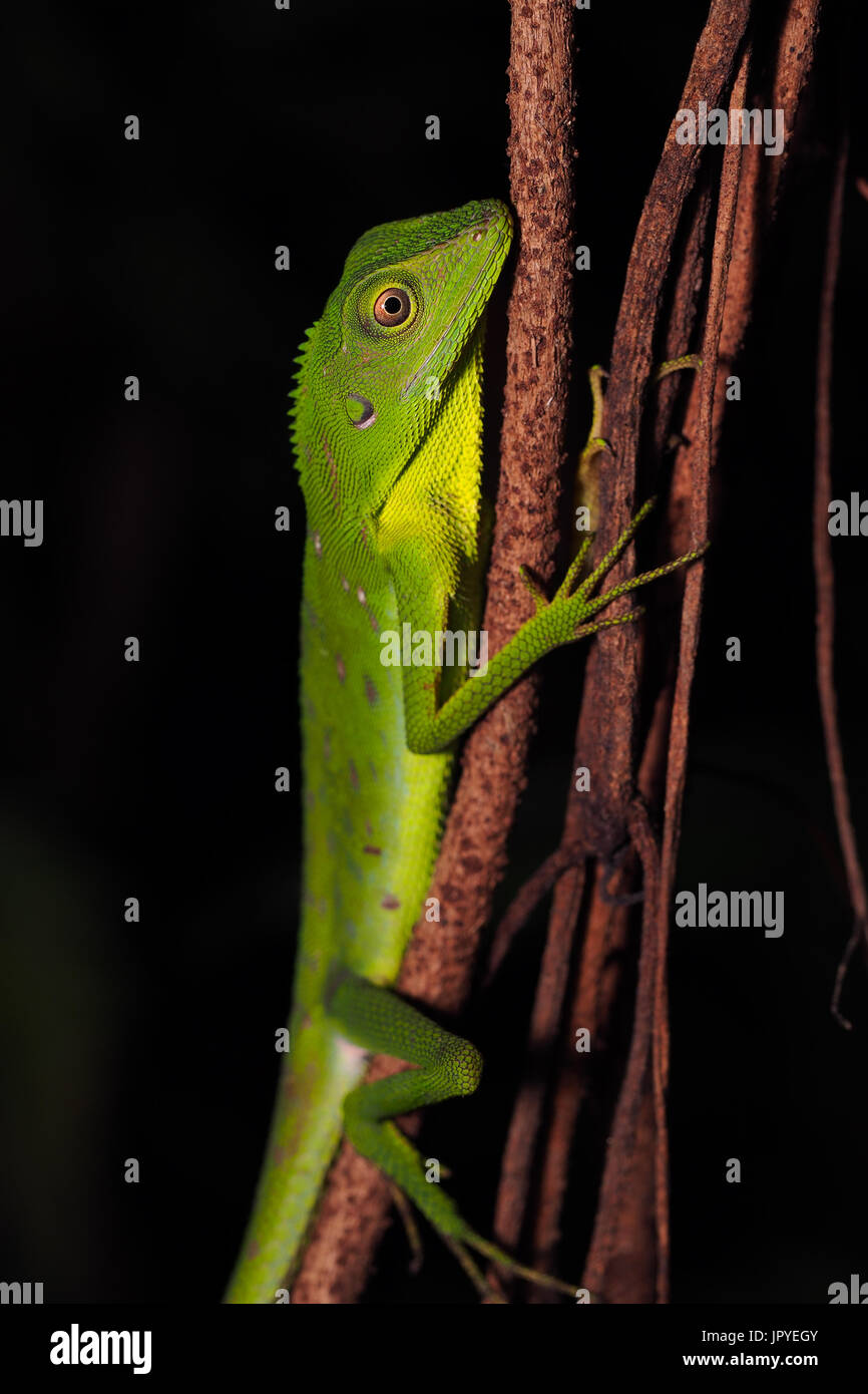 Green Crested Lizard - Gunung Mulu Borneo Malaysia Stock Photo - Alamy
