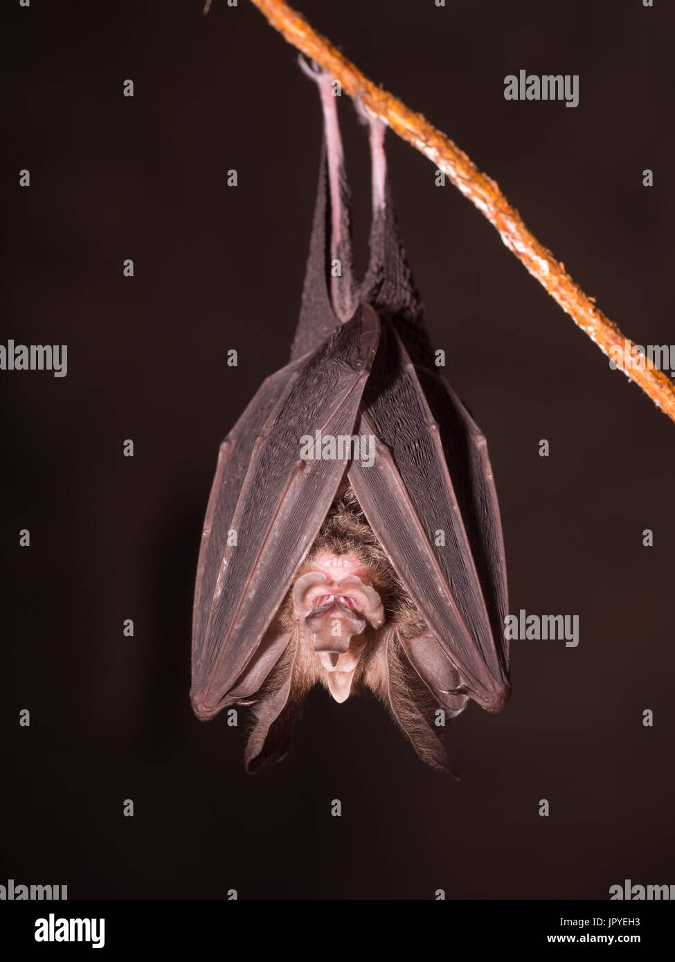 Horseshoe Bat in cave - Gunung Mulu Borneo Malaysia Stock Photo - Alamy