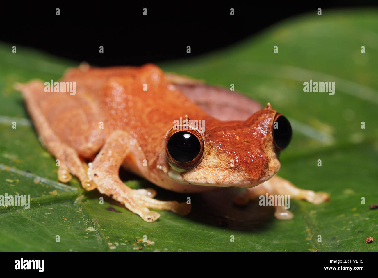Short-nosed Tree Frog - Tawau Hills Malaysia Stock Photo - Alamy
