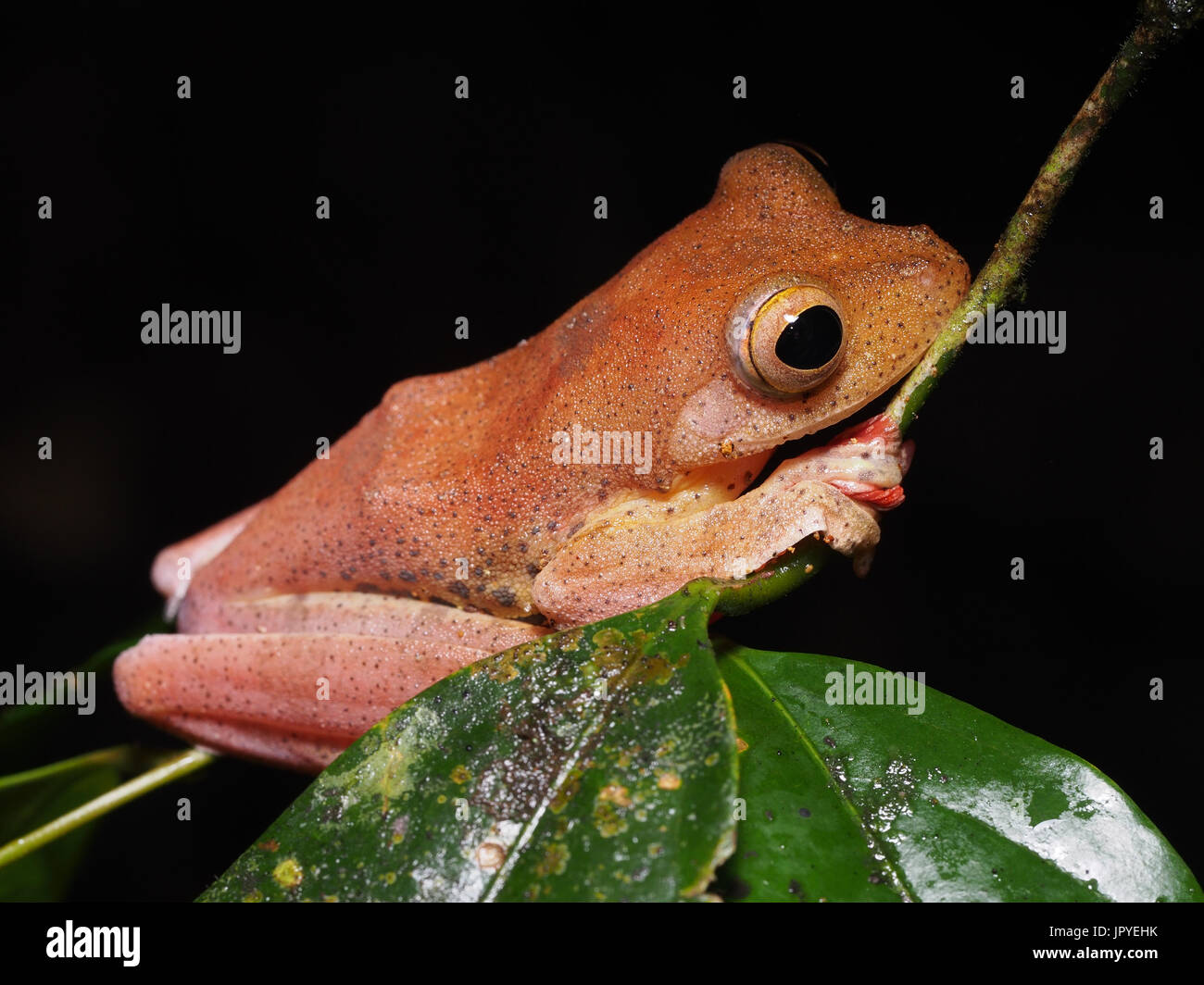 Malaysian flying frog hi-res stock photography and images - Alamy