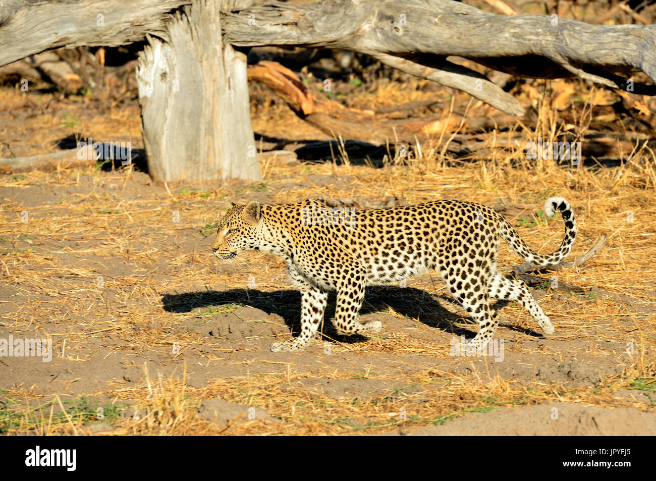 Leopard female hunting - Khwai Botswana Stock Photo - Alamy