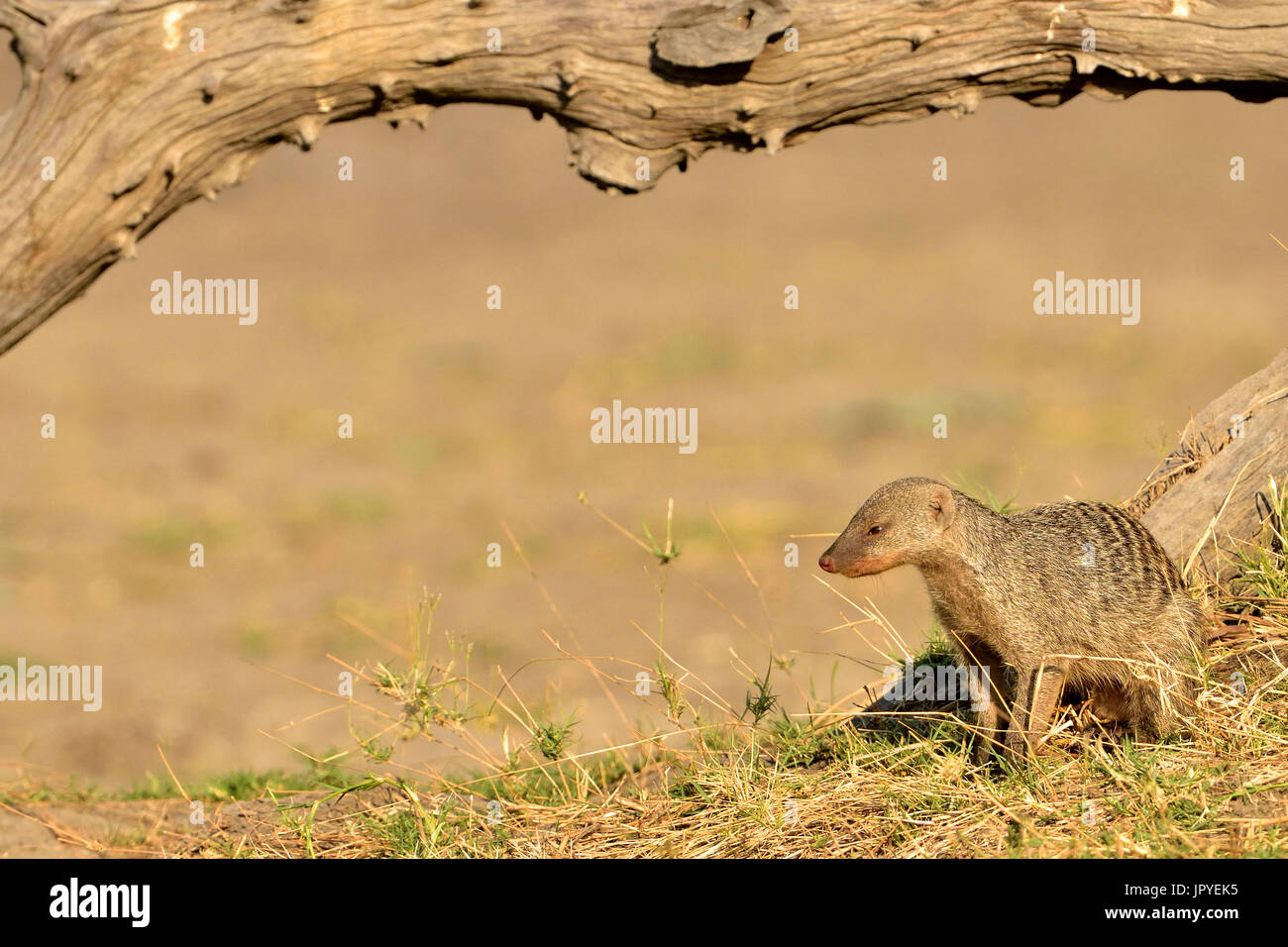 Banded Mongoose in the savannah - Khwai Botswana Stock Photo - Alamy