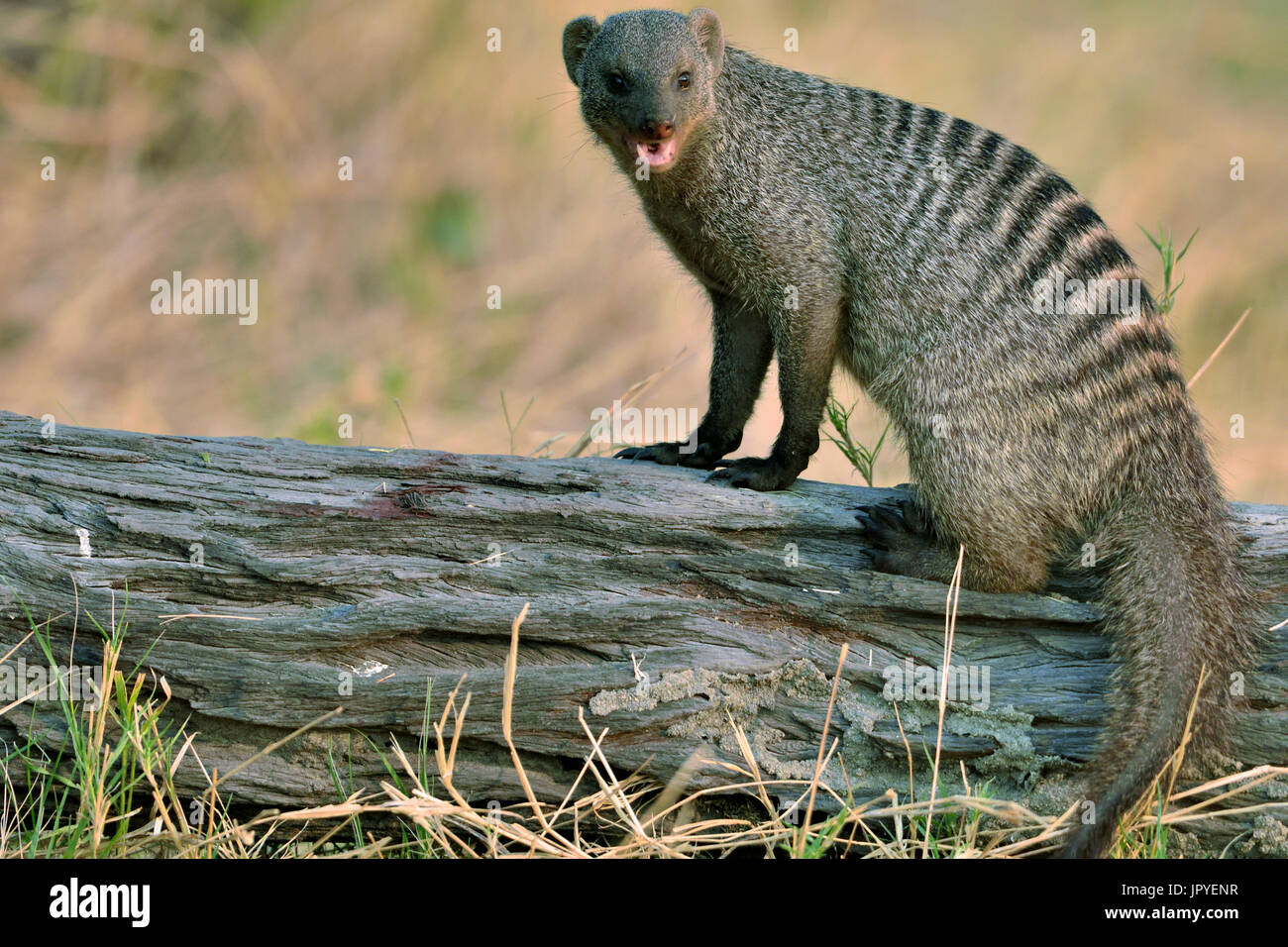 Banded Mongoose on lying trunk - Savuti Botswana Stock Photo - Alamy