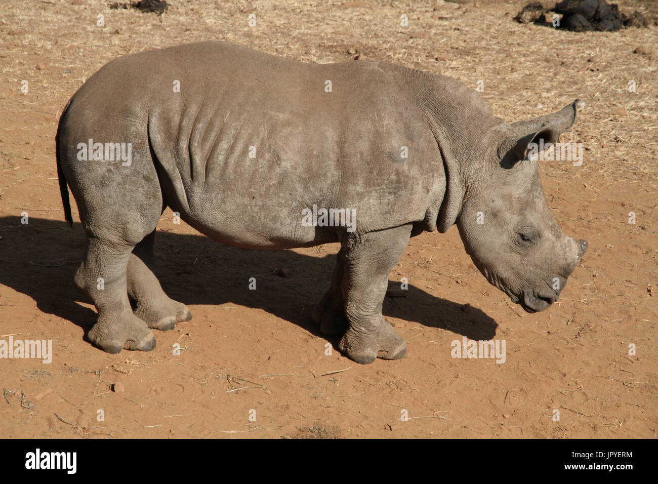 Young White Rhinoceros - South Africa Stock Photo - Alamy