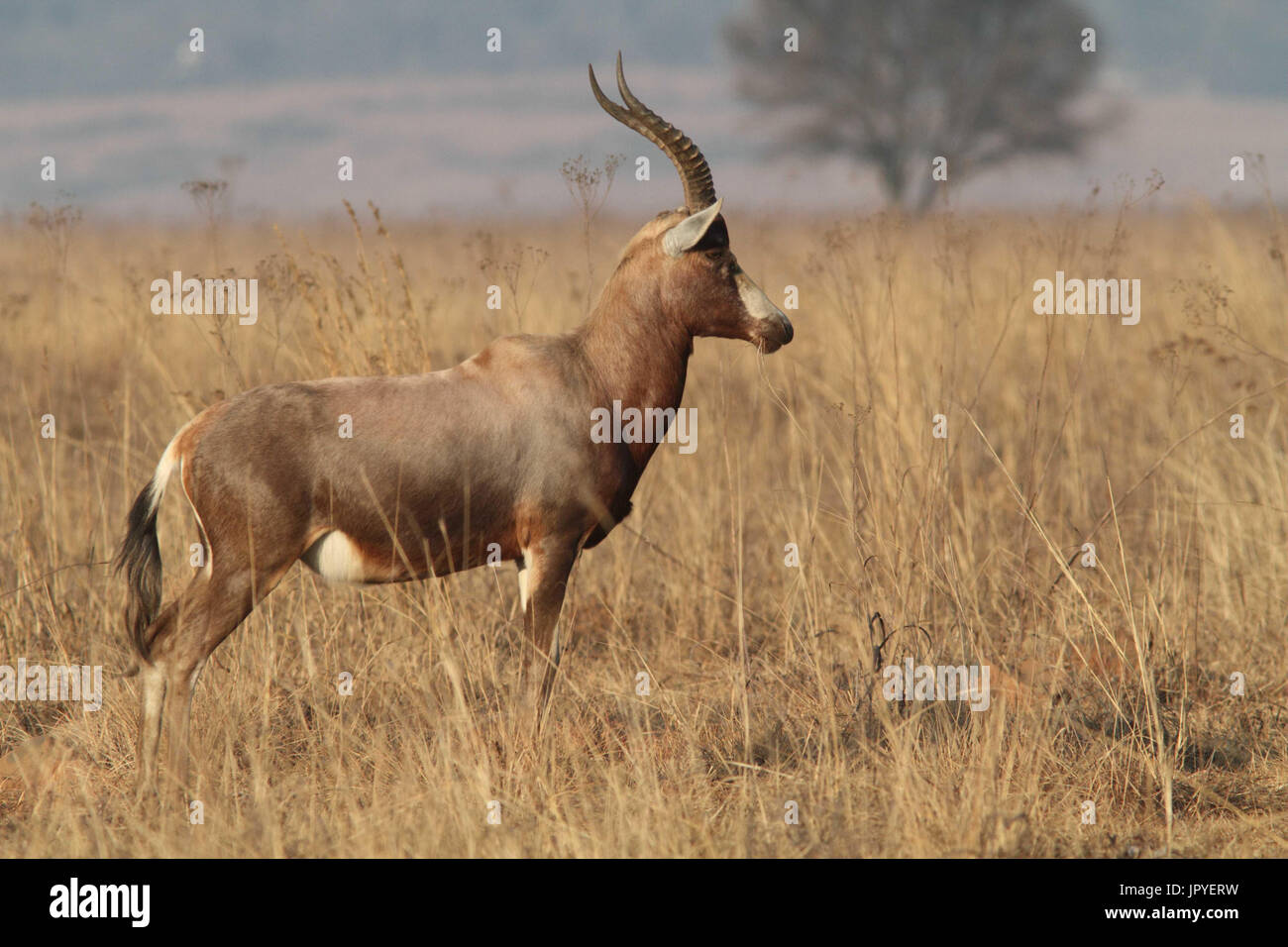 Blesbok in savannah - South Africa Stock Photo - Alamy