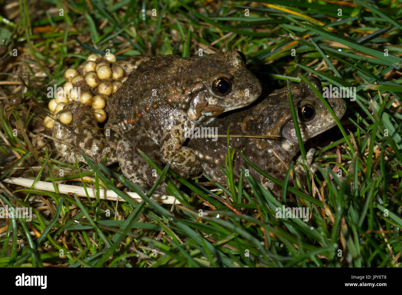 Midwife toads mating in grass - France Stock Photo - Alamy