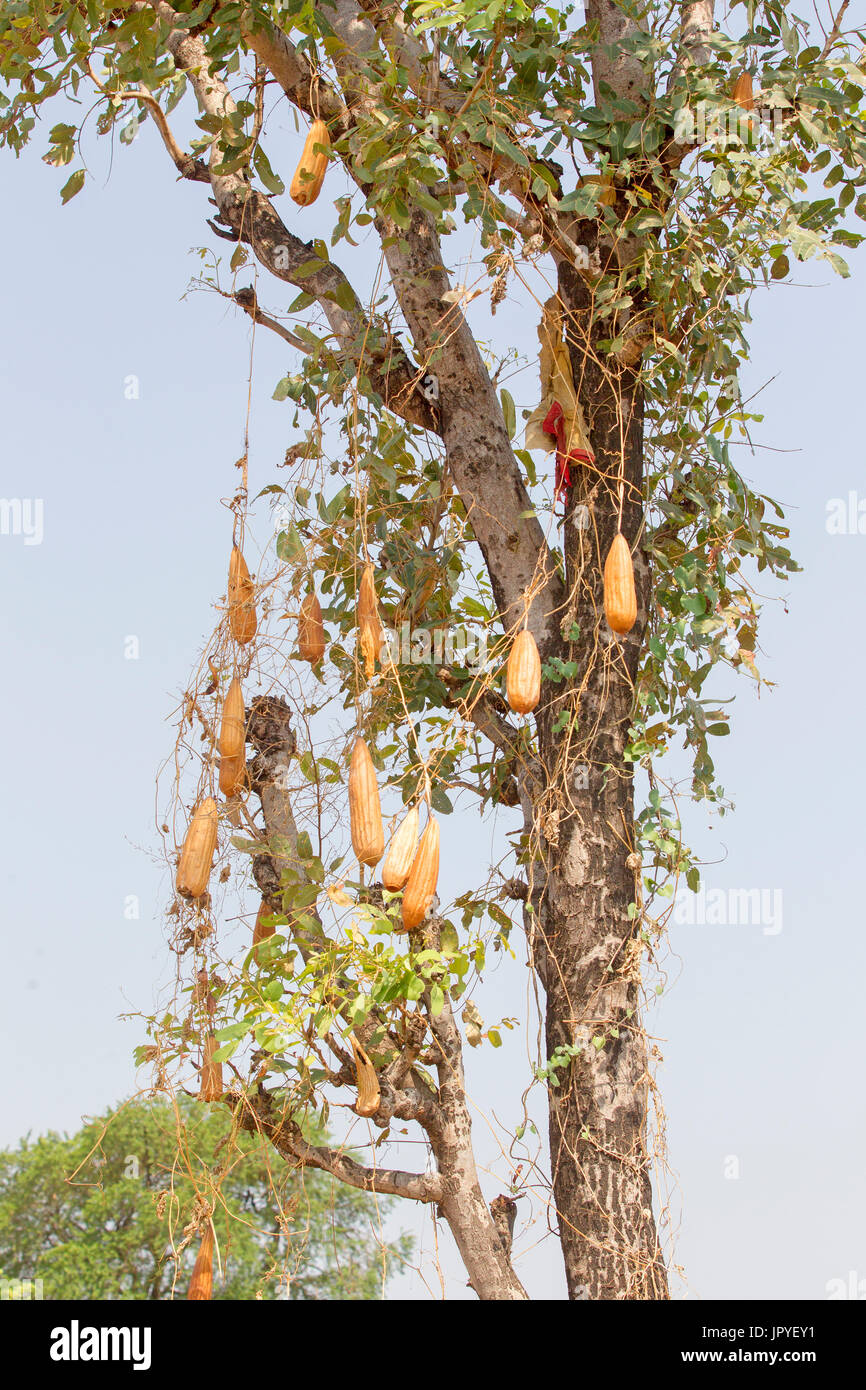 Cucurbitaceae fruits on a tree - Tadoba Andhari India Stock Photo - Alamy