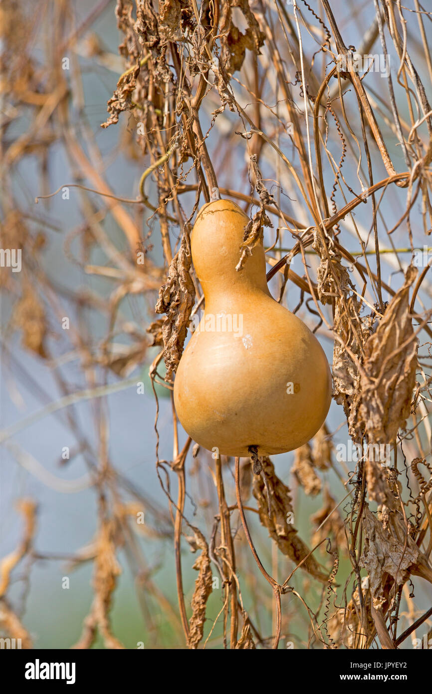 Cucurbitaceae fruit on a tree - Tadoba Andhari India Stock Photo - Alamy