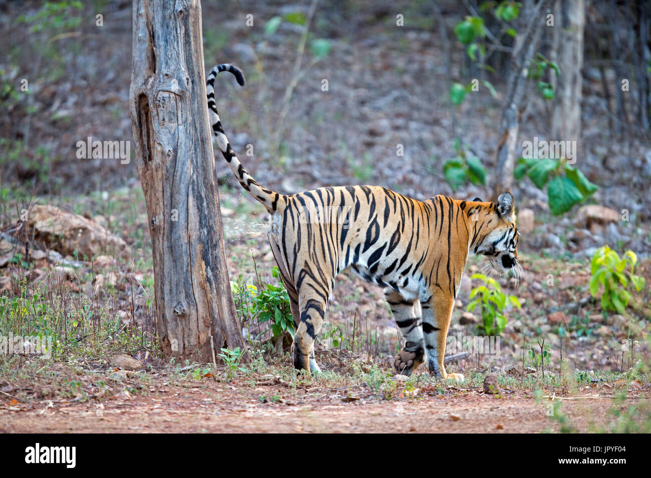 Bengal Tiger urinating on a trunk - Tadoba Andhari India Stock Photo ...