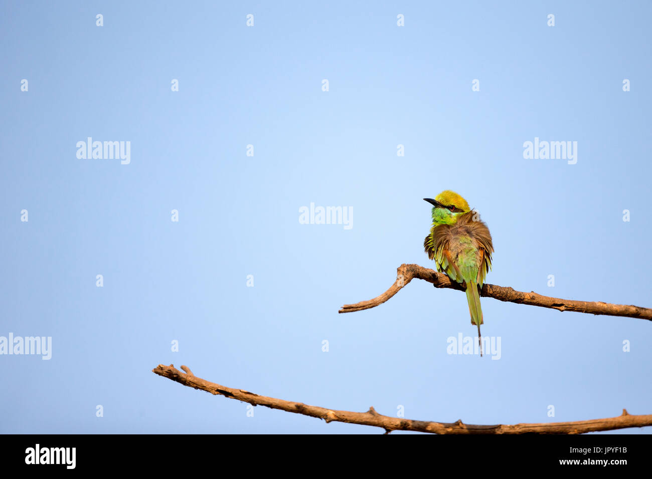 Green Bee-eater on a branch - Satpura India Stock Photo - Alamy