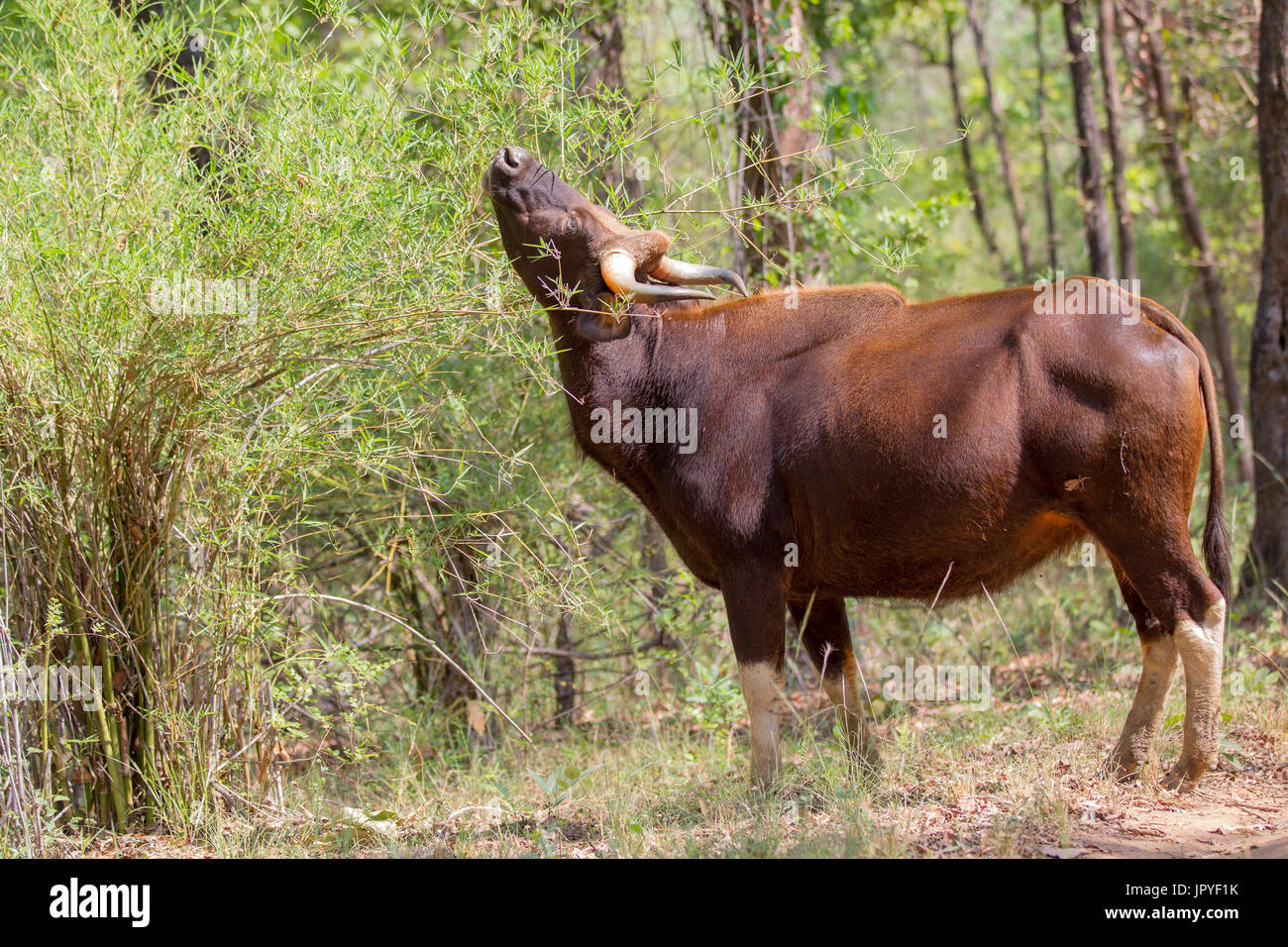 Red gaur hi-res stock photography and images - Alamy