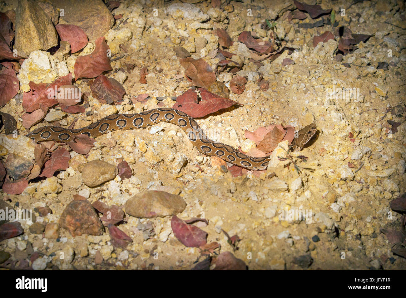 Daboia High Resolution Stock Photography and Images - Alamy