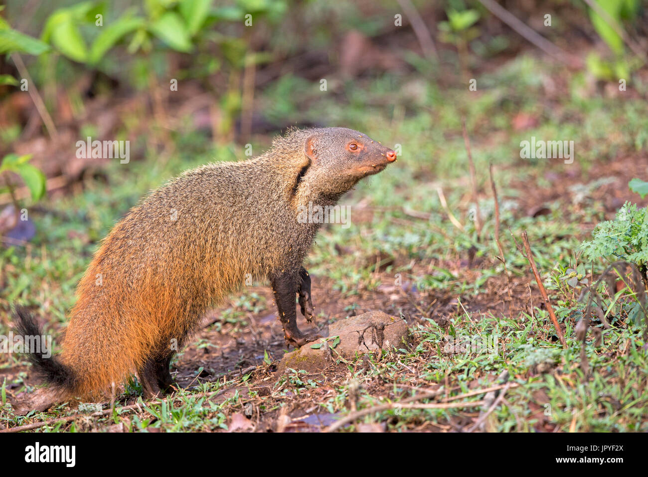 Neck striped Mongoose - Nagarhole India Stock Photo - Alamy