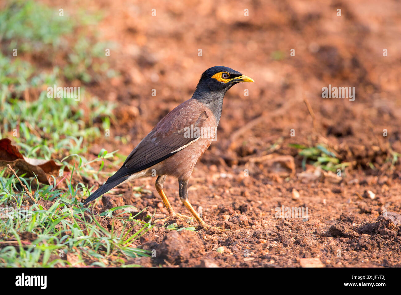 Common Myna on ground - Nagarhole India Stock Photo - Alamy