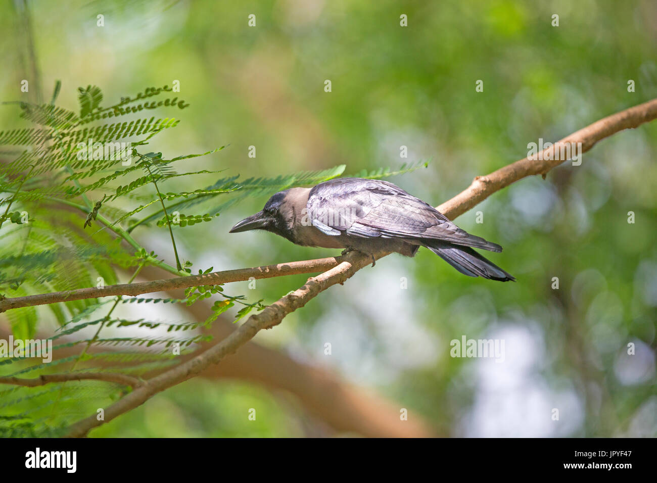 House Crow on a branch - Nagarhole India Stock Photo - Alamy