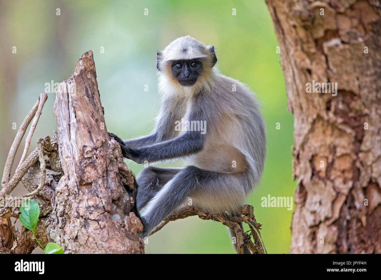 Hanuman gandhi hi-res stock photography and images - Alamy