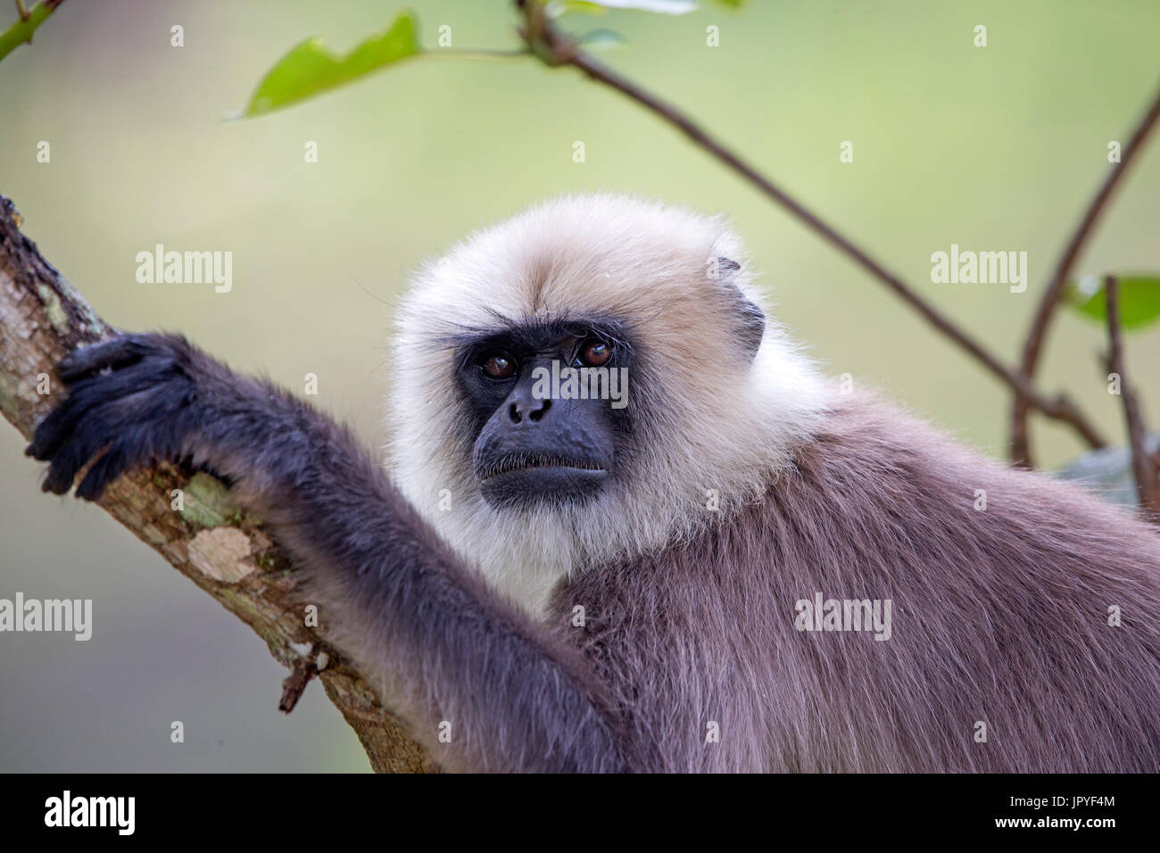 Portrait of Hanuman Langur - Nagarhole India Stock Photo - Alamy